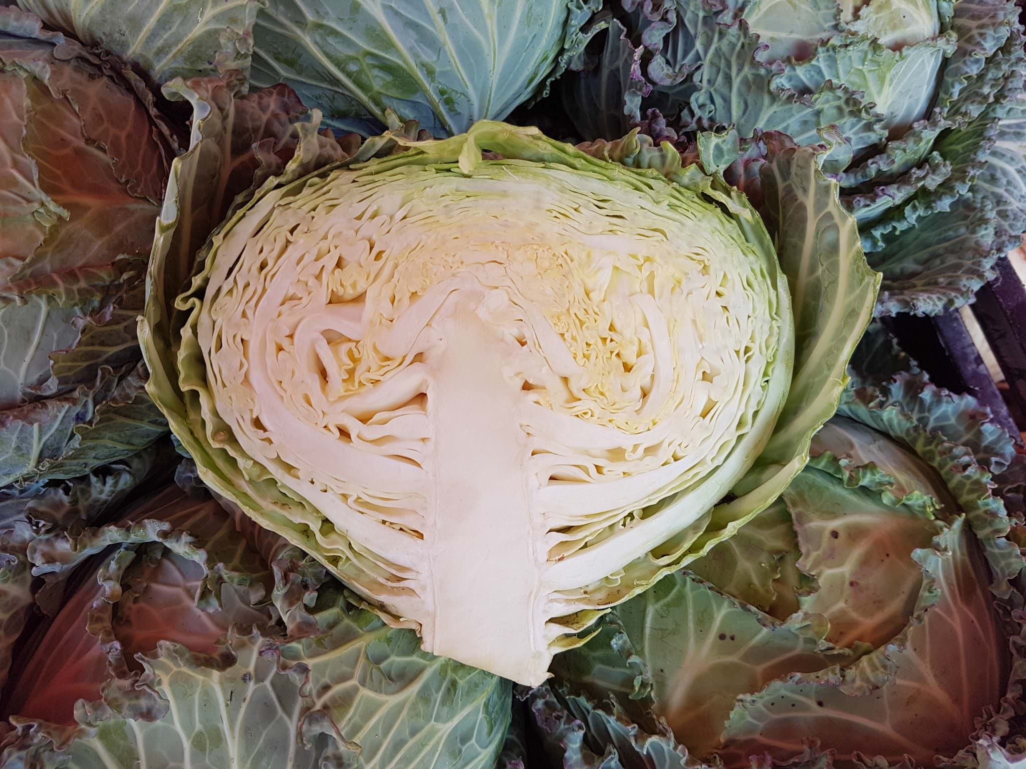 Lorient - le chou de Lorient - Lorient Bretagne Sud