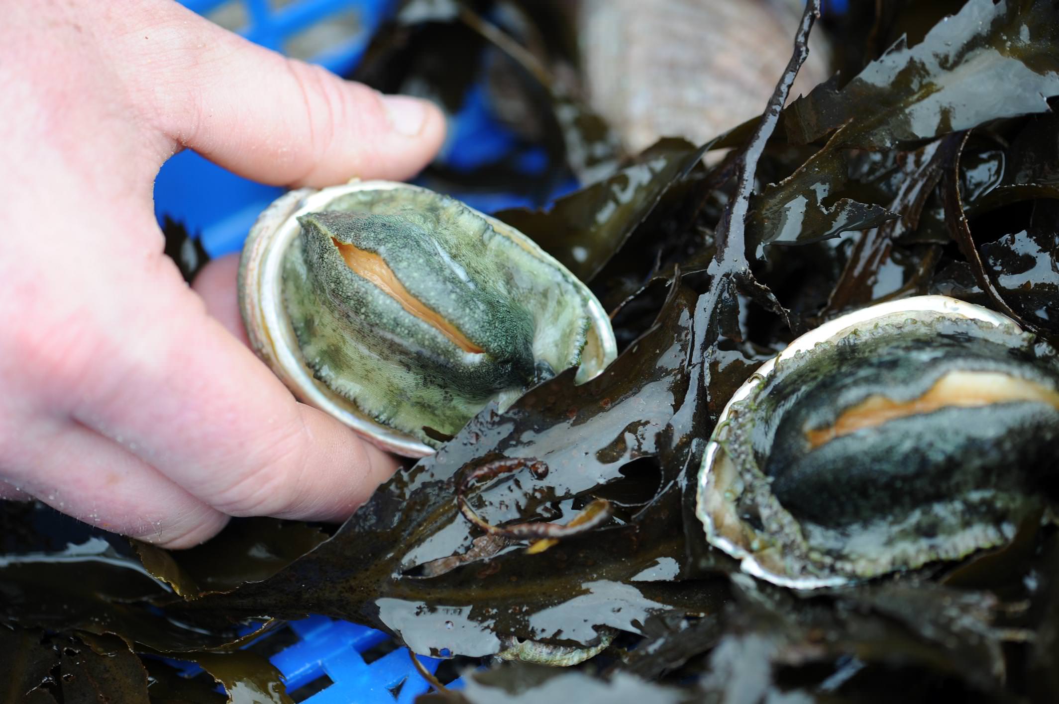 Recette et cuisson des ormeaux : caviar de la mer de l'île de Groix ...