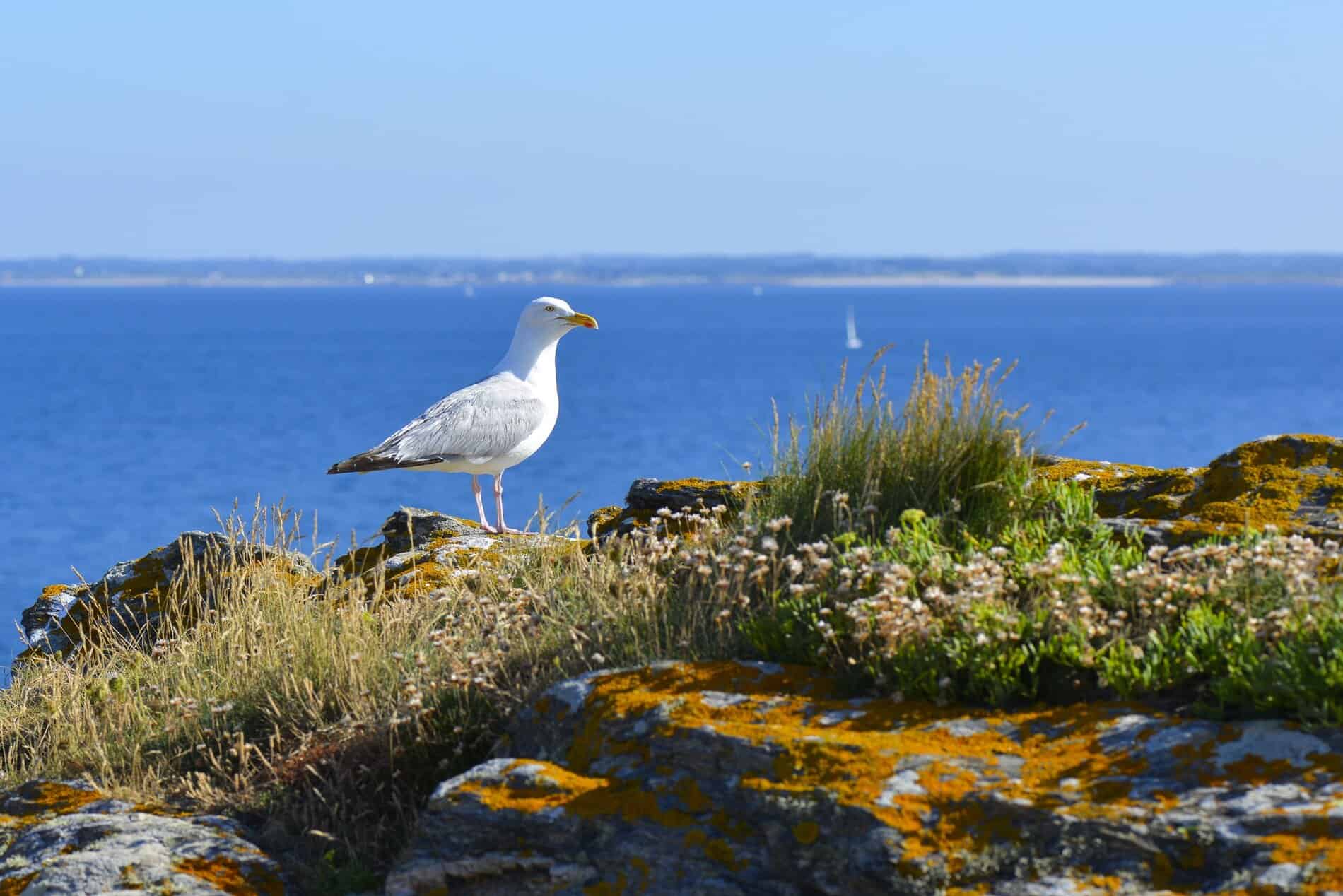 Tourisme et vacances à l'île de Groix : un miracle naturel, le paradis ...