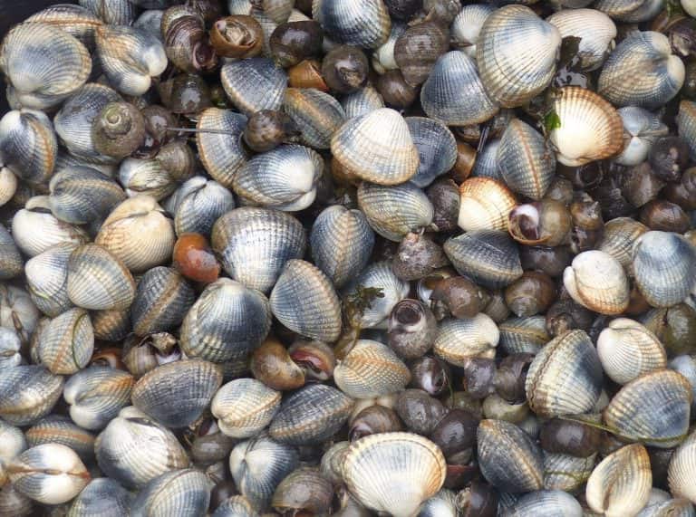 Cuisson des coques et recettes traditionnelles de Bretagne - Lorient ...