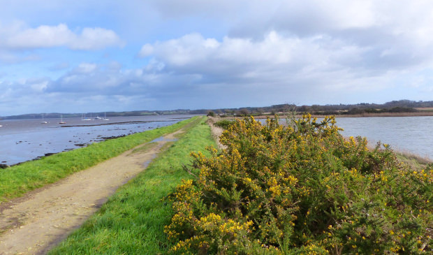 TMS - Marais de Pen Mané Locmiquelic - LOCMIQUELIC (56) - Mardi 02 août ...